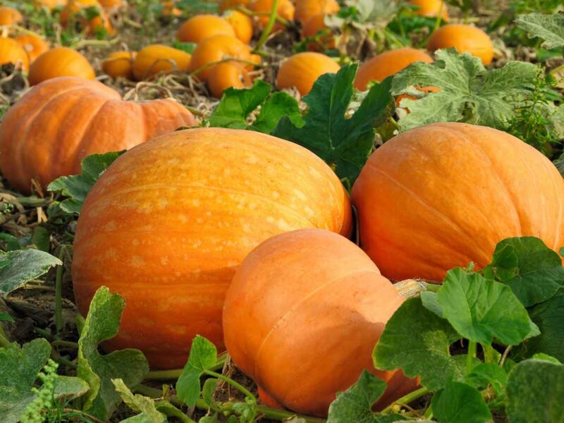 Pumpkin Mash Recipe: Making Your Own Pumpkin Puree is Easy